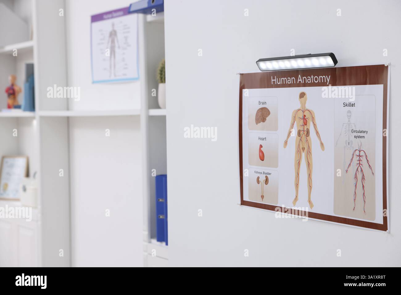 Human anatomy poster on wall in medical office Stock Photo - Alamy