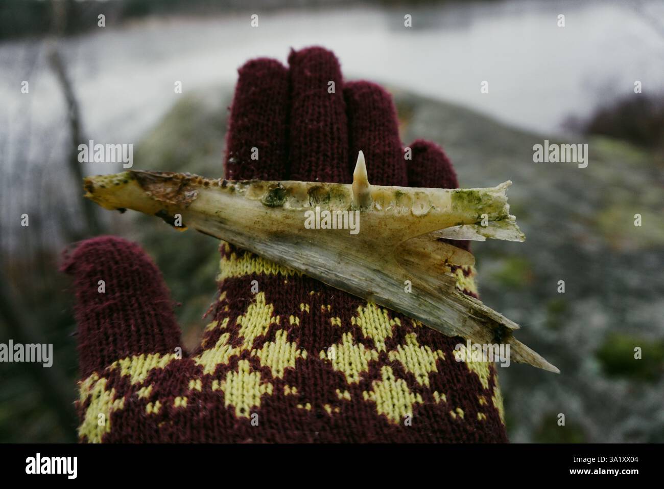 A clothed hand holding the jawbone of a pike Stock Photo - Alamy