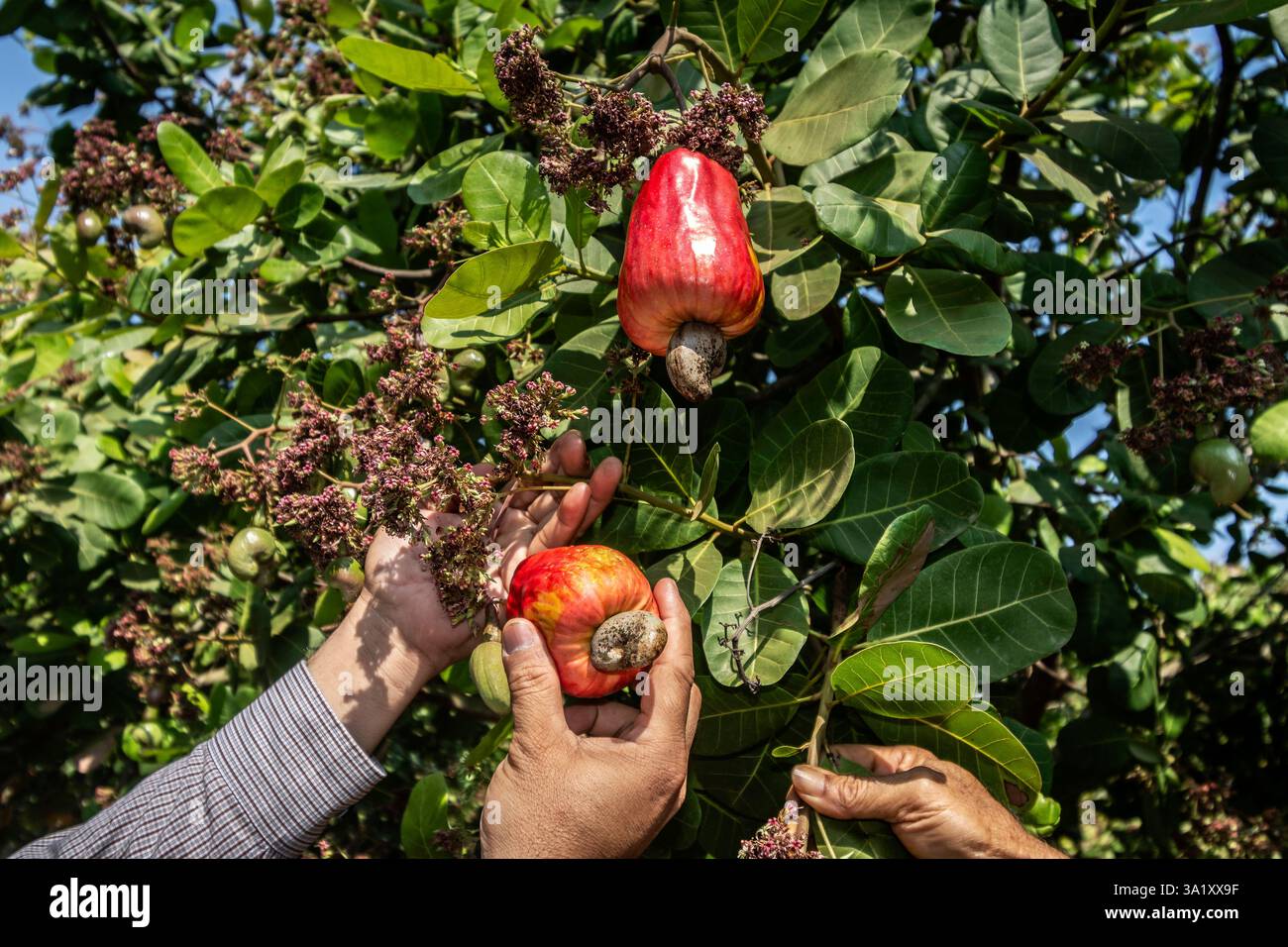 workers picking whole cashew fruit from tree in thailand farm Stock ...