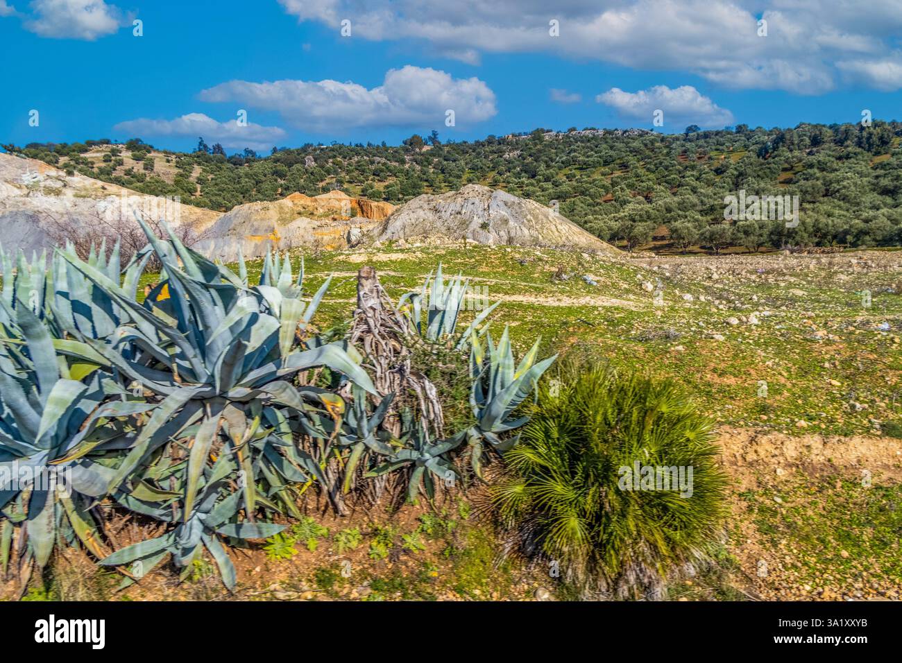 Fertile green land of Morocco, Africa. Green agriculture fields ...