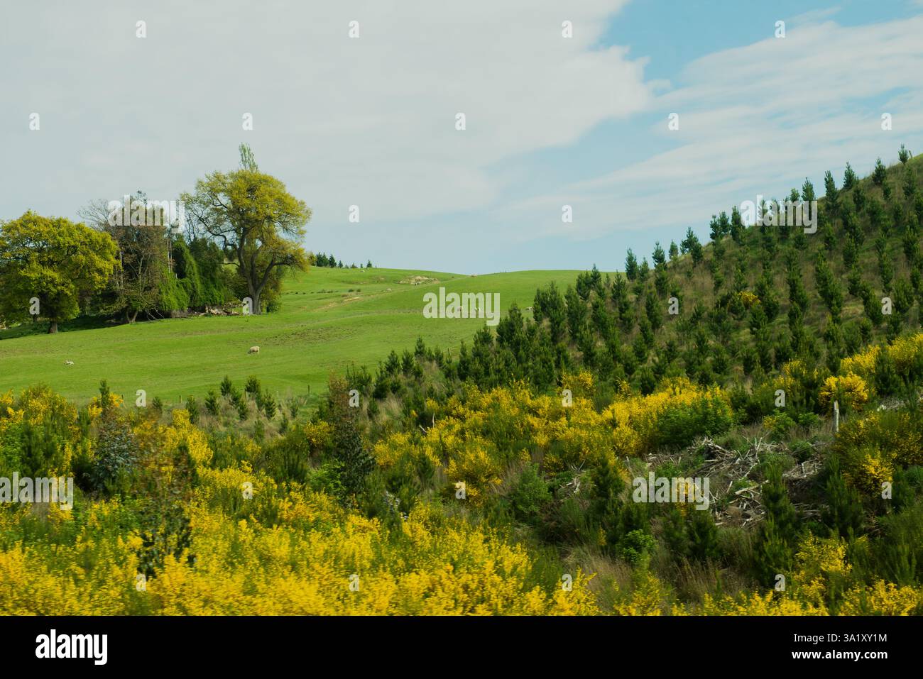 Yellow flowers on grassy hill covered in trees Stock Photo - Alamy