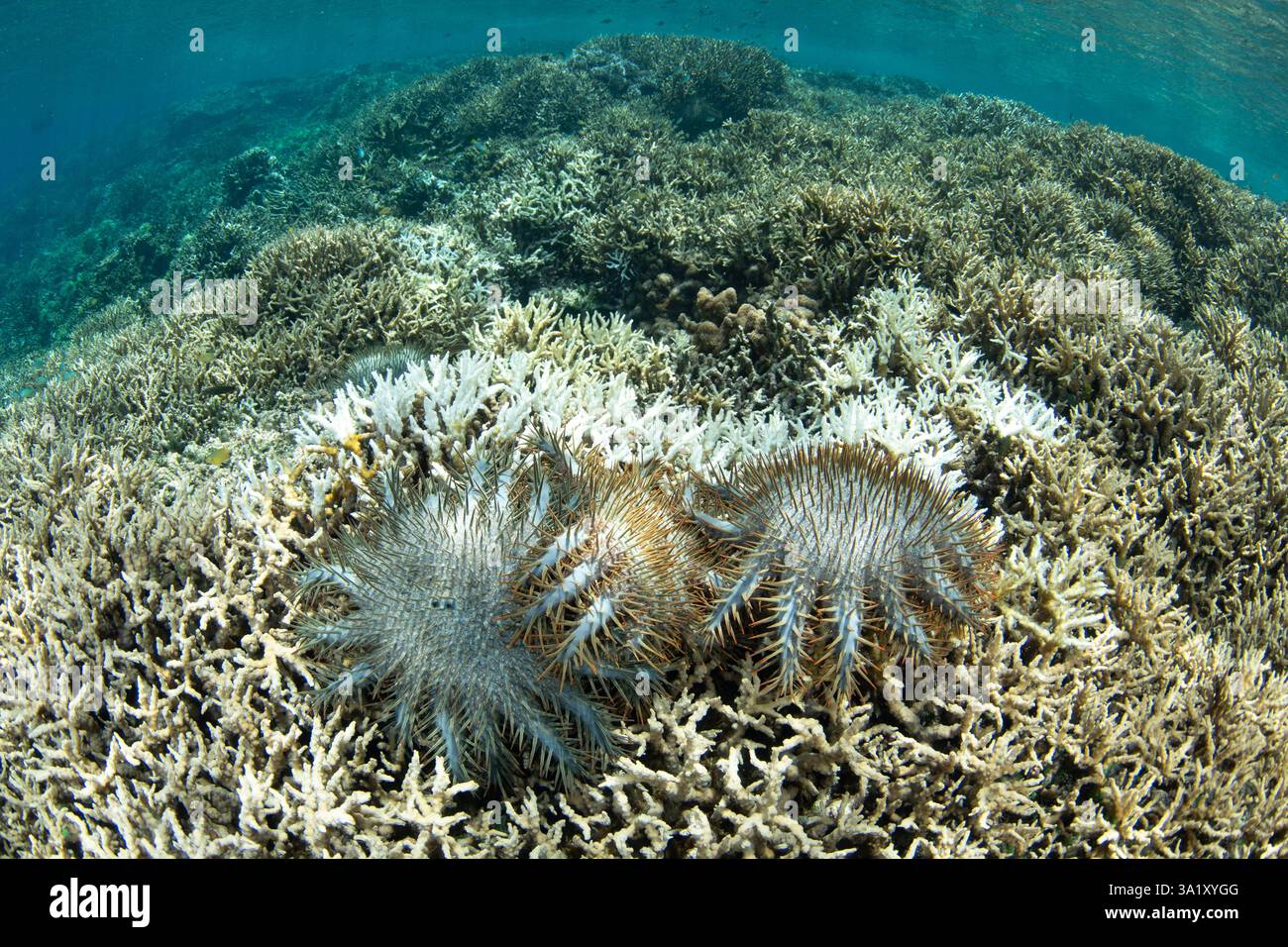 Several voracious Crown of Thorns sea stars, Acanthaster planci, feed ...