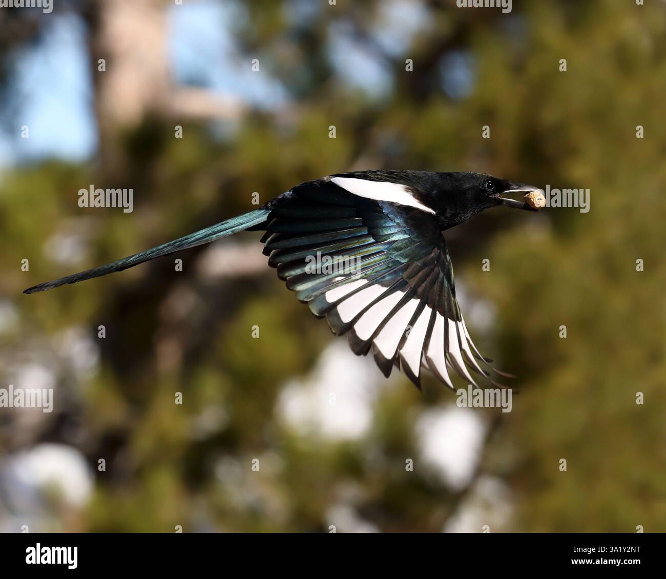 Magpies birds animals hi-res stock photography and images - Alamy