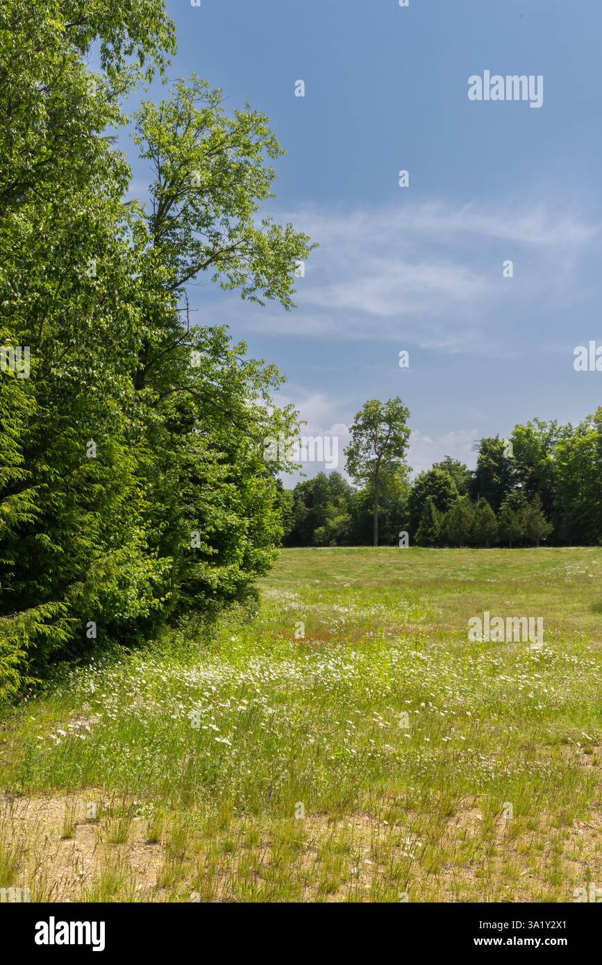 Spring background of a green field with deciduous trees and blue sky in ...