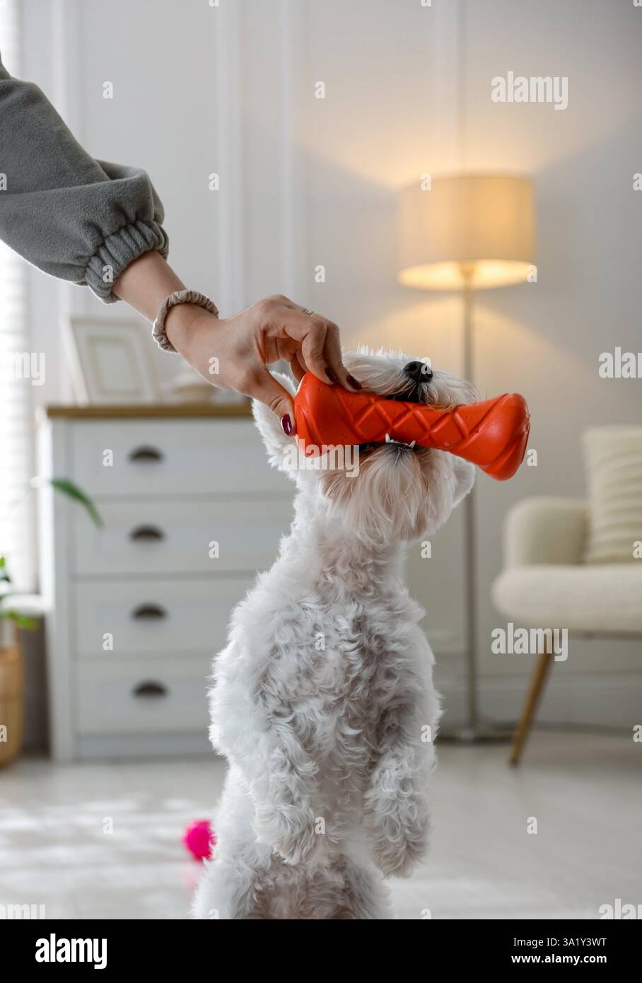 Cute dog playing with owner and toy at home, closeup. Adorable pet ...