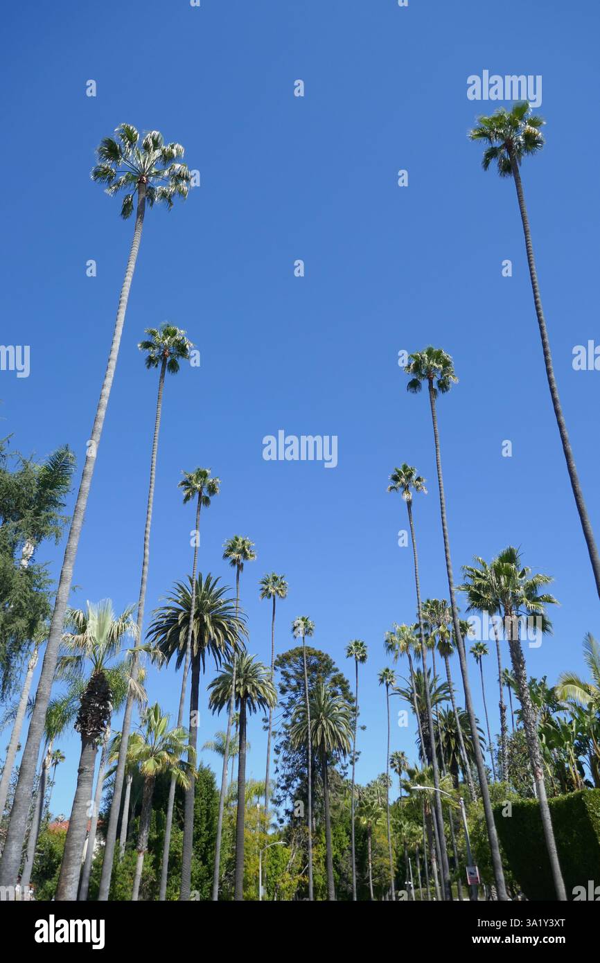 Beverly Hills, California, USA 9th March 2025 Palm Trees on March 9 ...