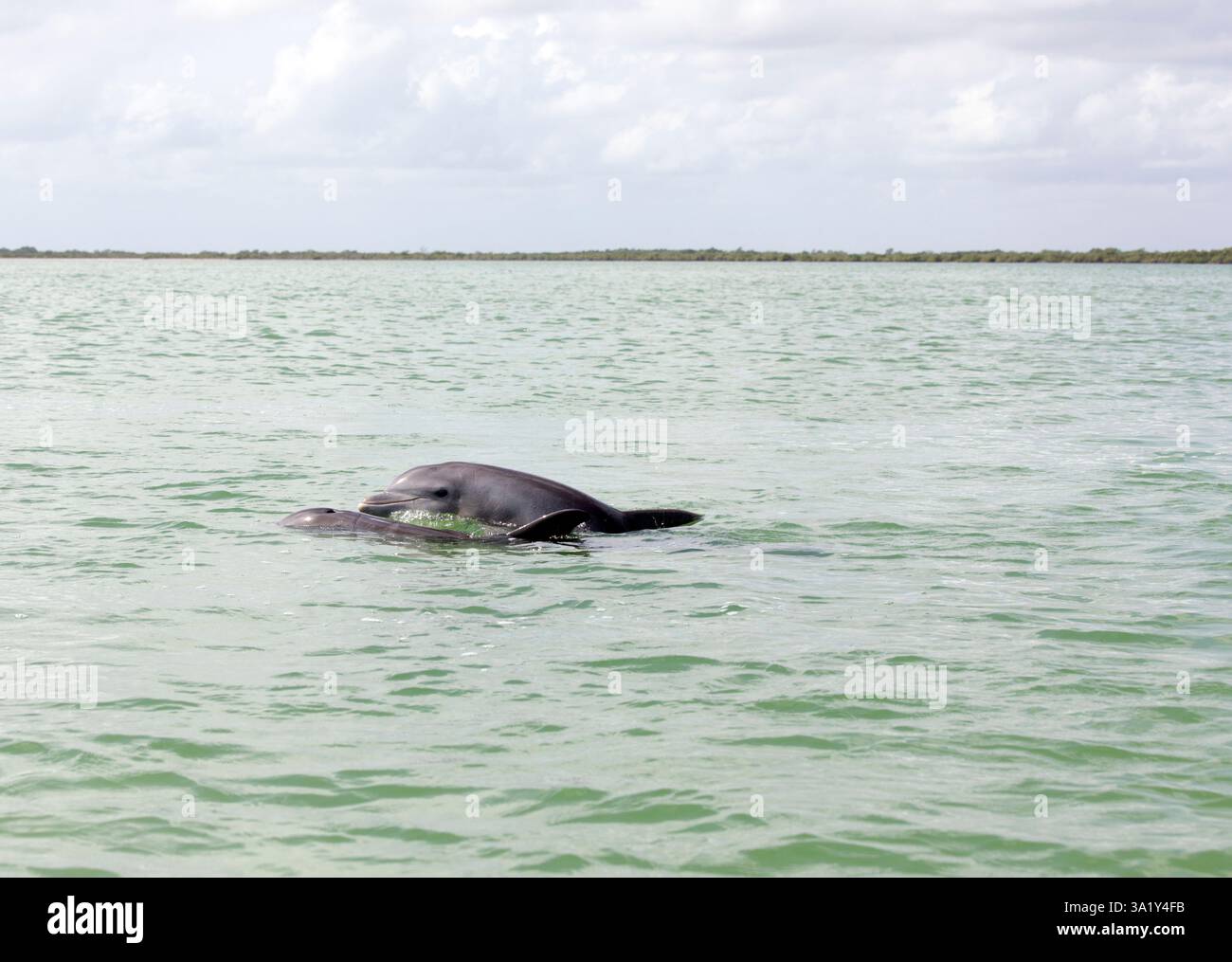 Photo of tucuxi dolphin in Mexico Stock Photo - Alamy