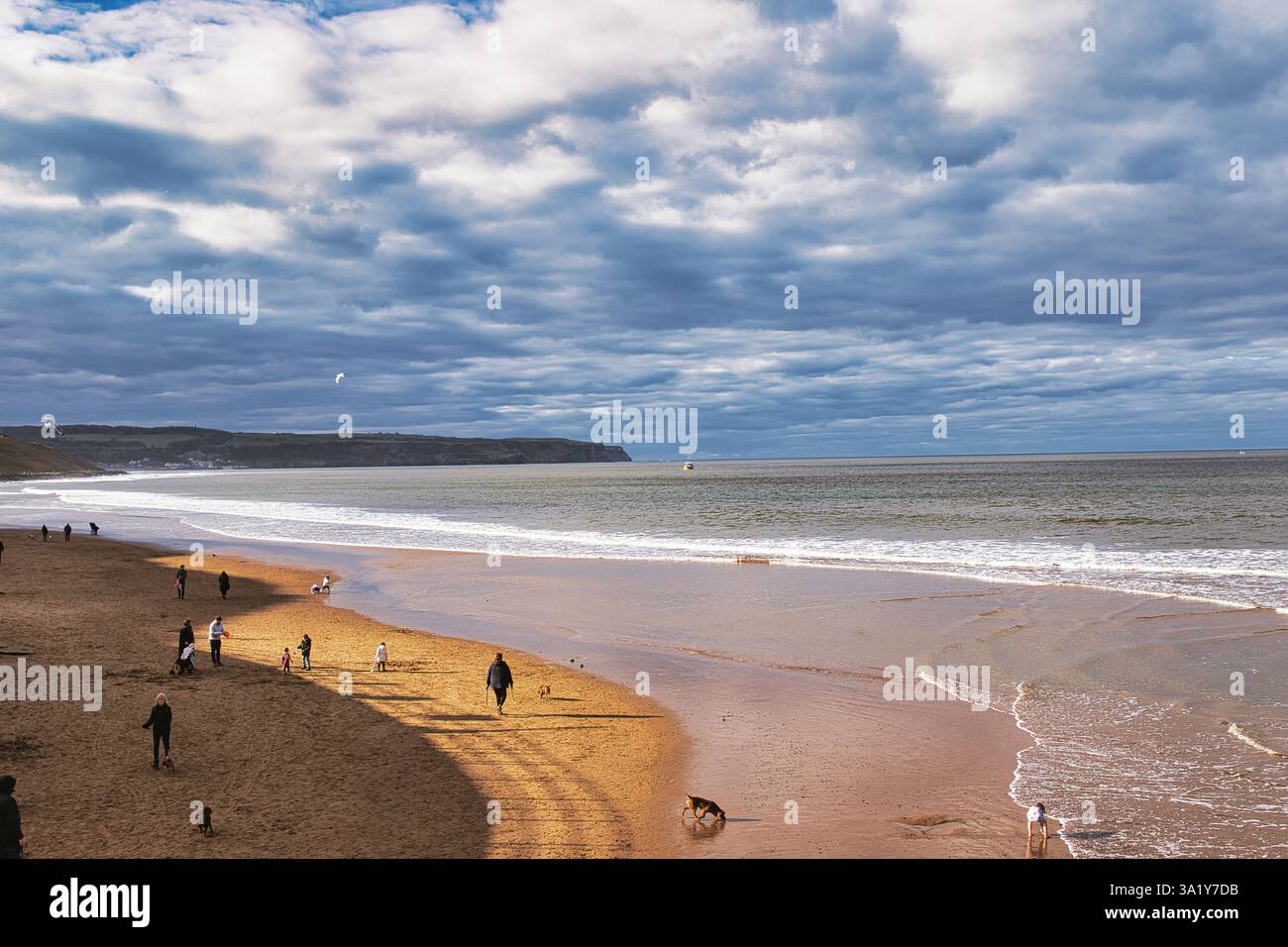 Wide view of a sandy beach with people and dogs under a cloudy sky. The ...
