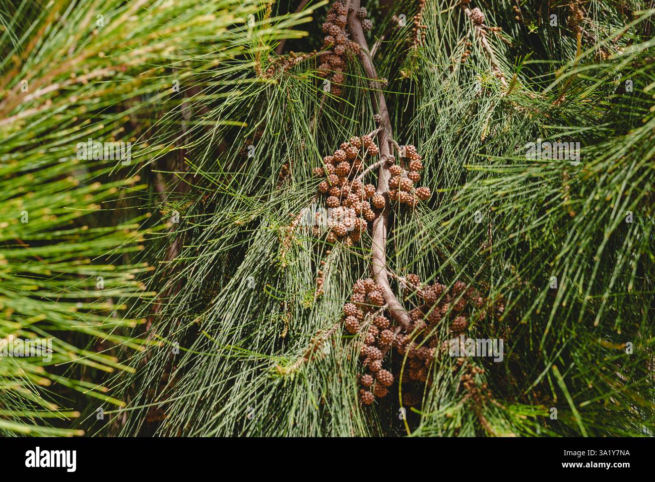 Beach sheoak tree with long needle-like leaves and seed cones Stock ...