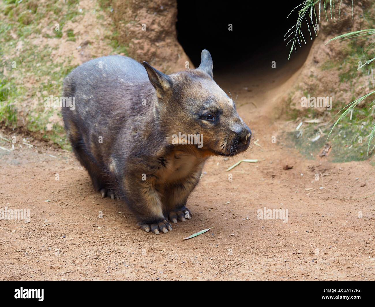 Wonderful enchanting Southern Hairy-nosed Wombat in natural beauty ...
