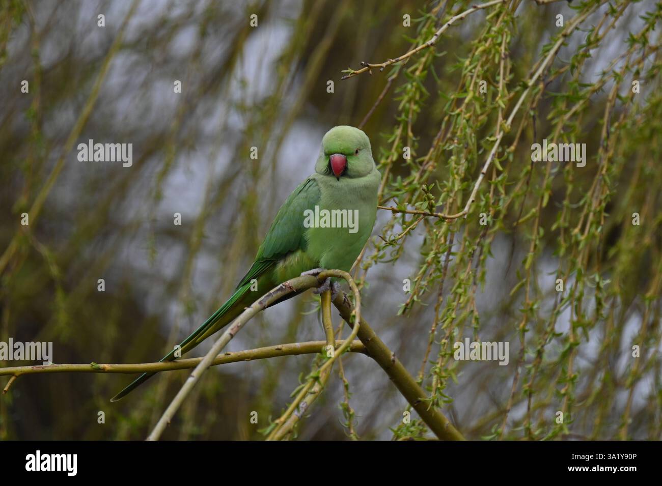 UK, London – 10 March 2025. Ring-necked Parakeets perched on a tree ...