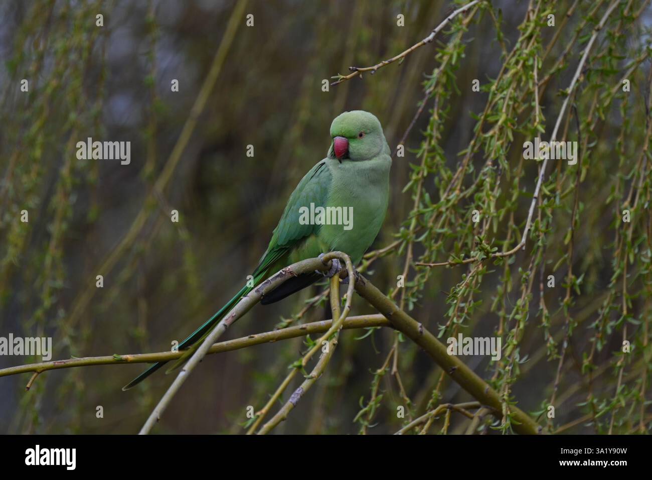 UK, London – 10 March 2025. Ring-necked Parakeets perched on a tree ...