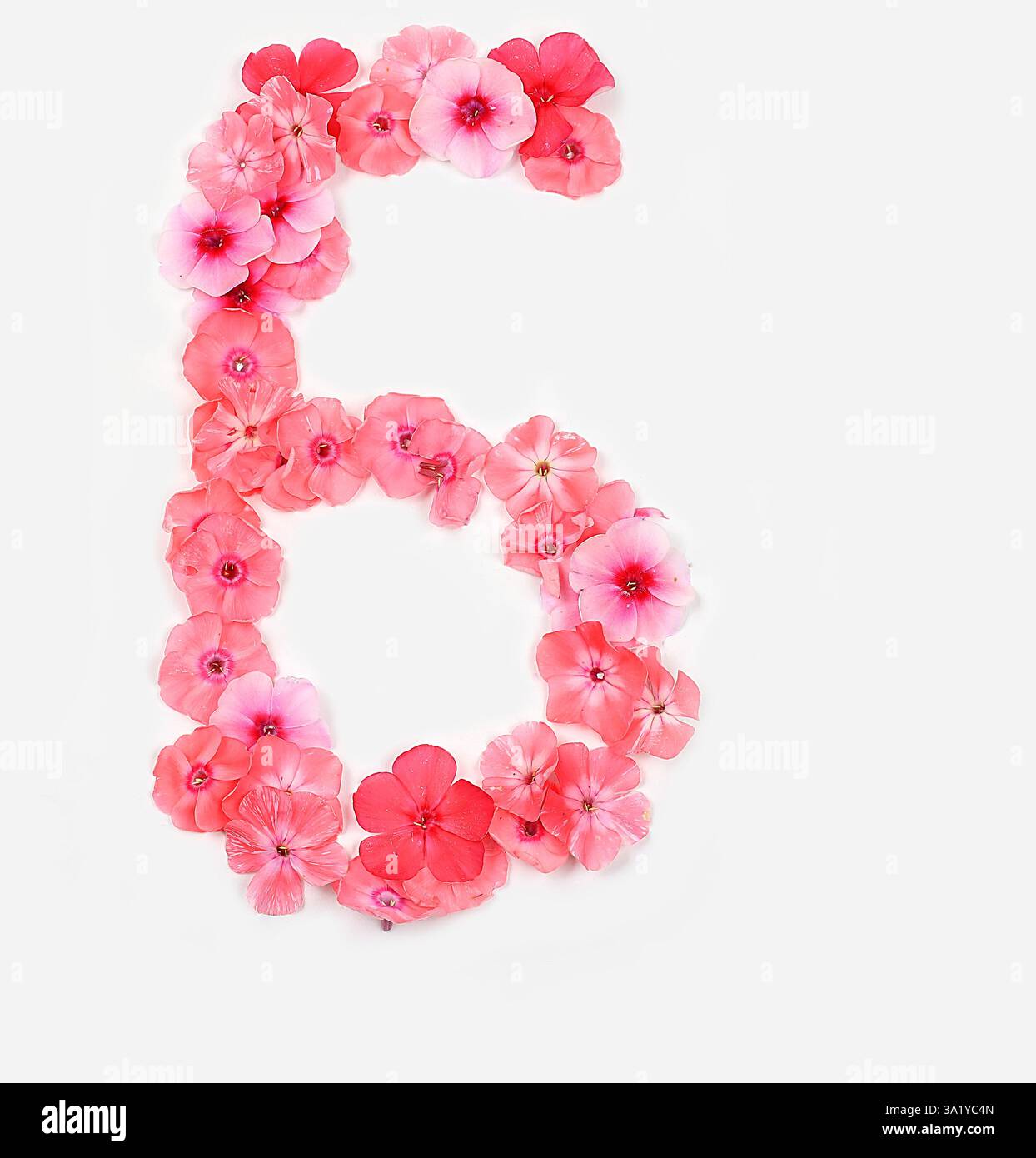 Number 6 made from real fresh flowers. Floral font concept, alphabet ...