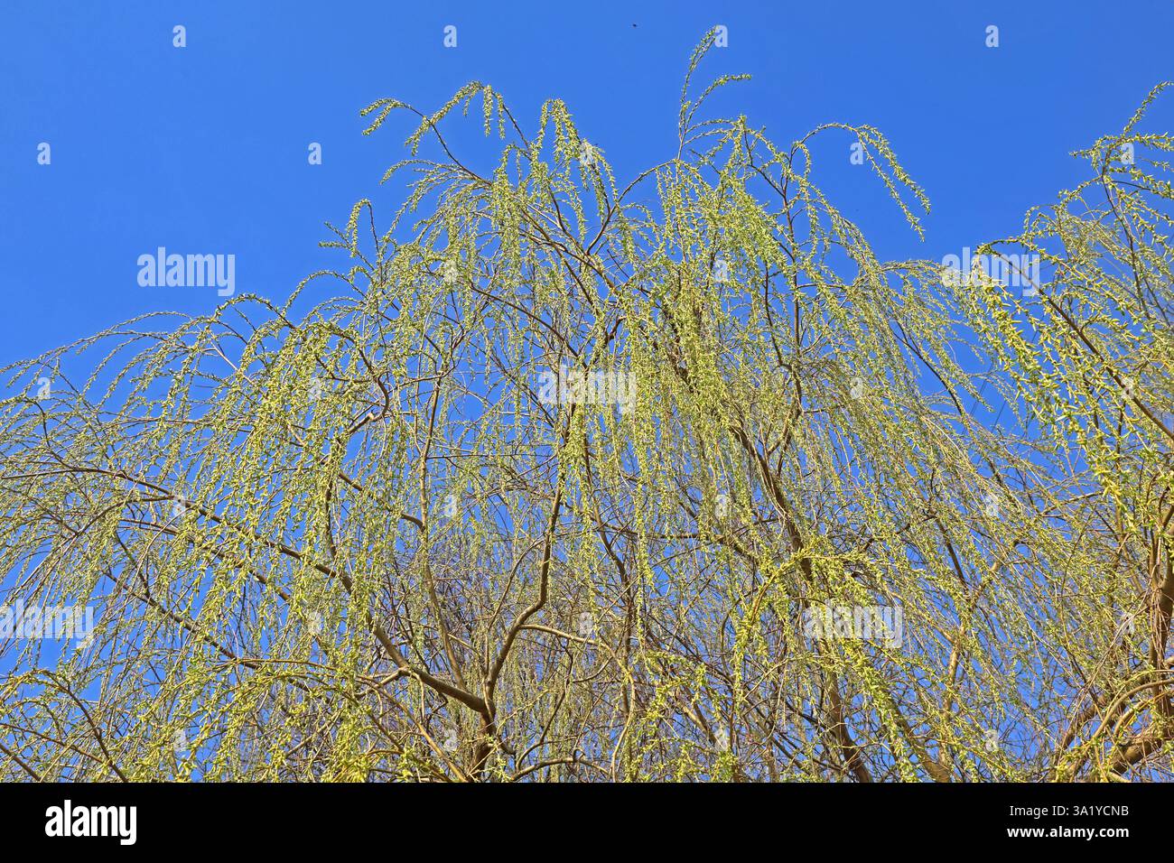 Blattaustrieb im Frühjahr Austrieb einer Trauerweide noch vor Beginn ...