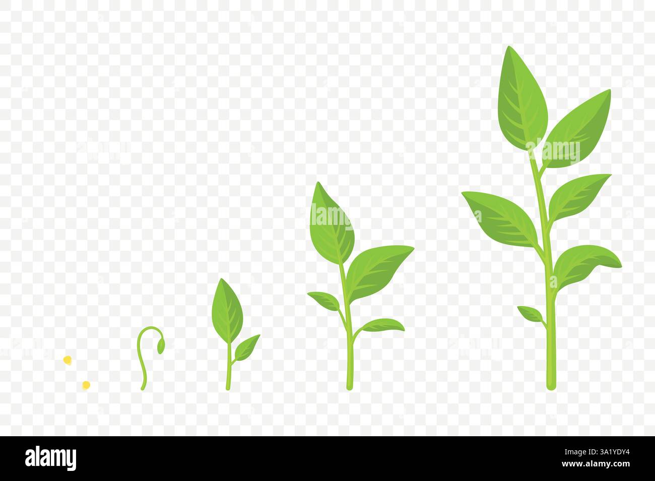 Plant Growth Stages, Vector Illustration. Seed to Sprout, Young Plant ...