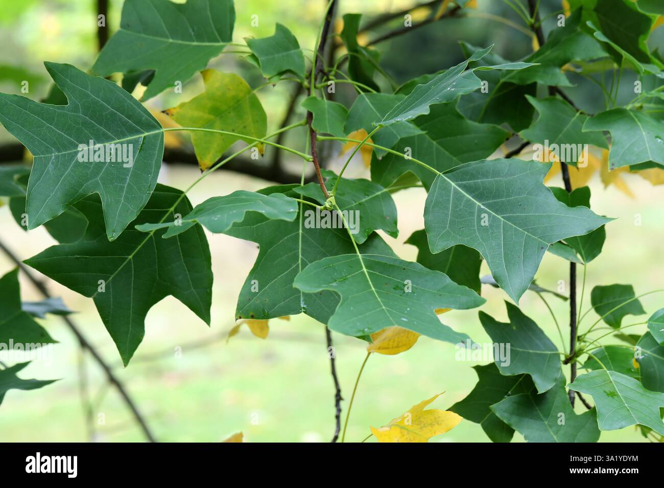 Chinese Tulip Poplar, Chinese Tulip Tree or Chinese Whitewood, Liriodendron chinense ...