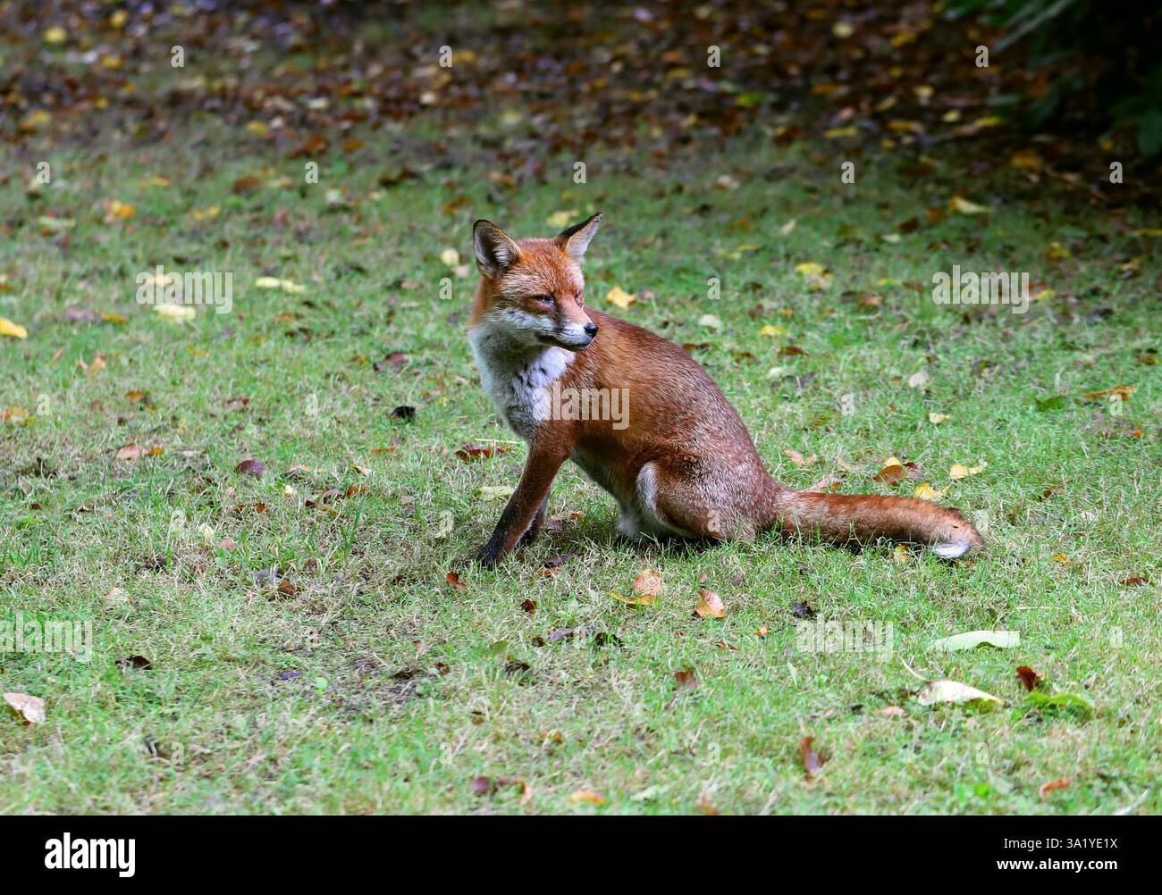 European Red Fox, Vulpes vulpes crucigera, Canidae. UK. The red fox is the largest of the true ...