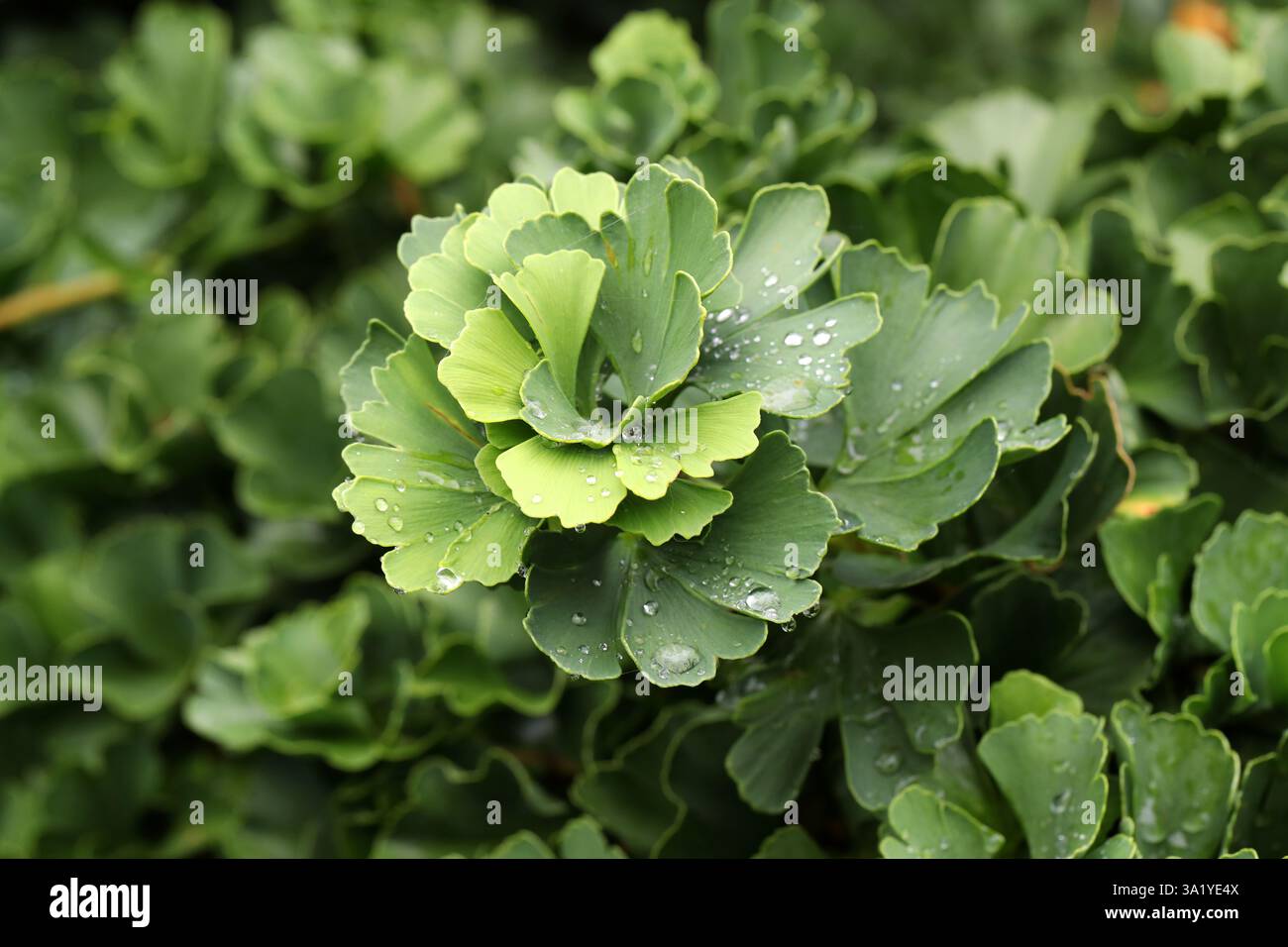 Ginkgo, Gingko or Maidenhair Tree, Ginkgo biloba, Ginkgoaceae. East ...