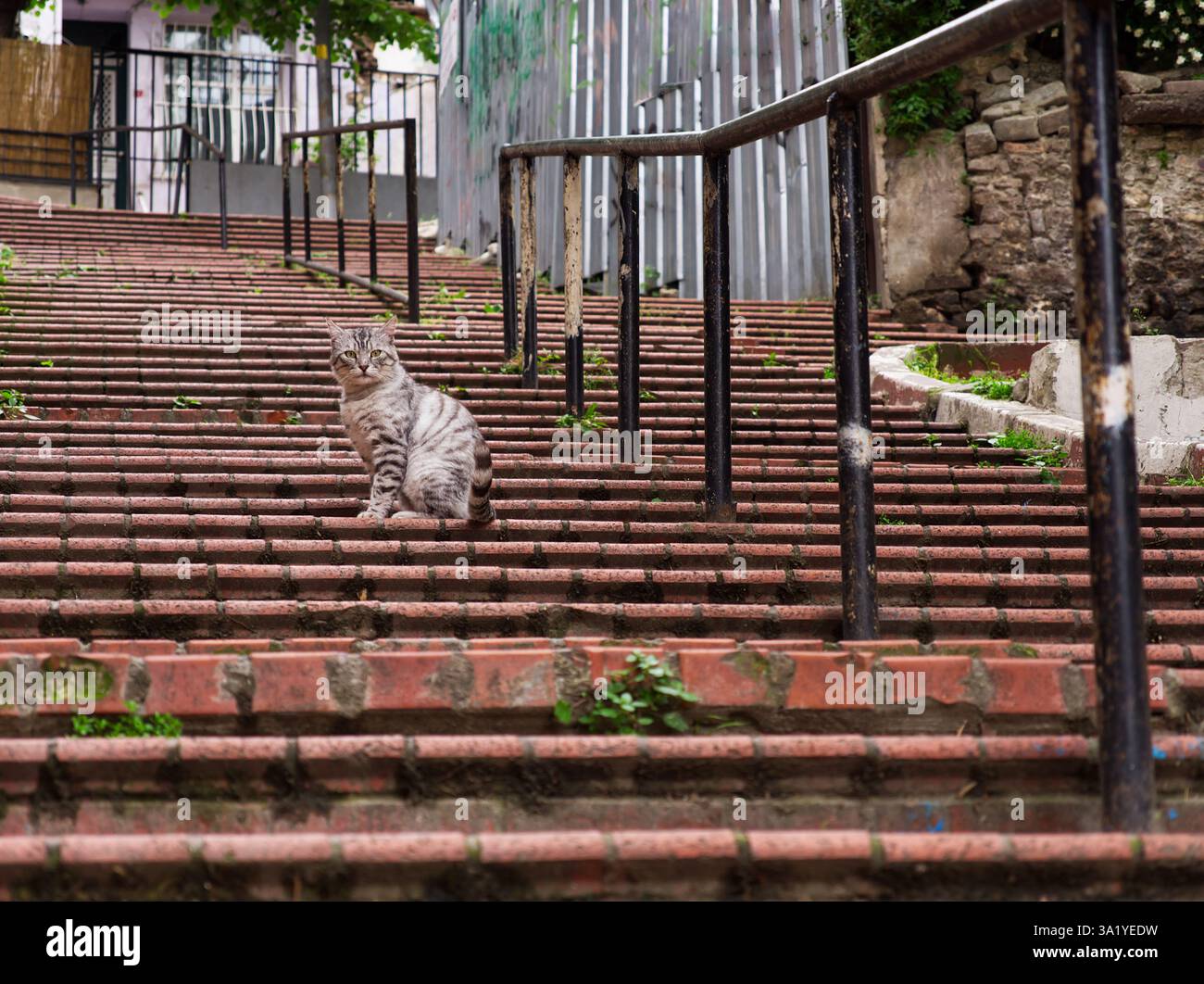 Gray tabby cat perched on worn brick steps with metal railings in an ...