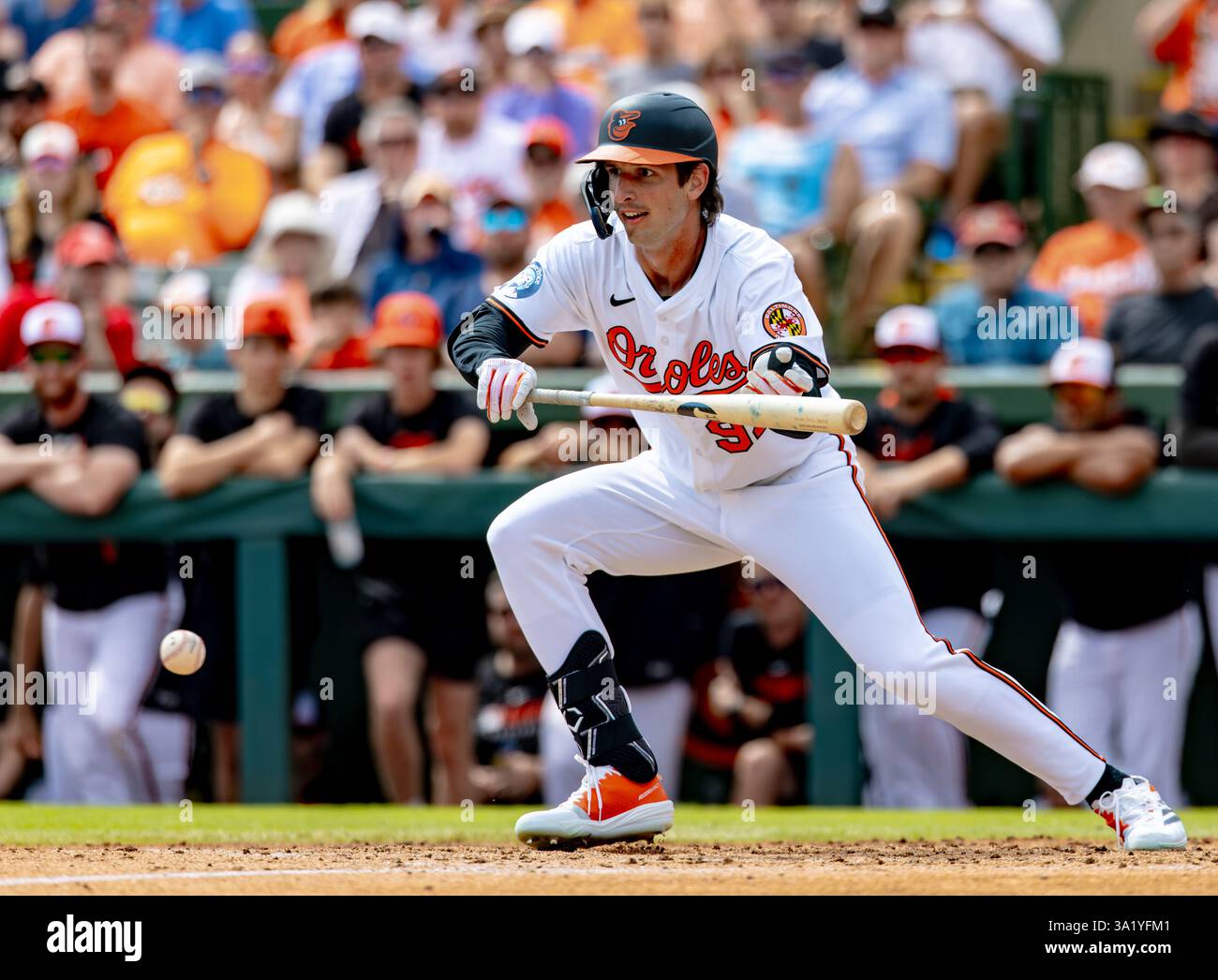 Tampa, USA. 01st Mar, 2025. Baltimore Orioles outfielder Dylan Beavers with the bunt attempt at ...