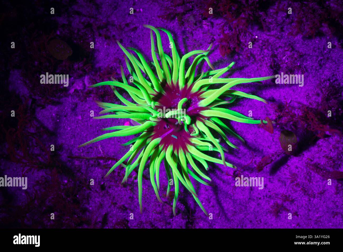 Snakelocks anemone cells contain a protein that makes them glow ...