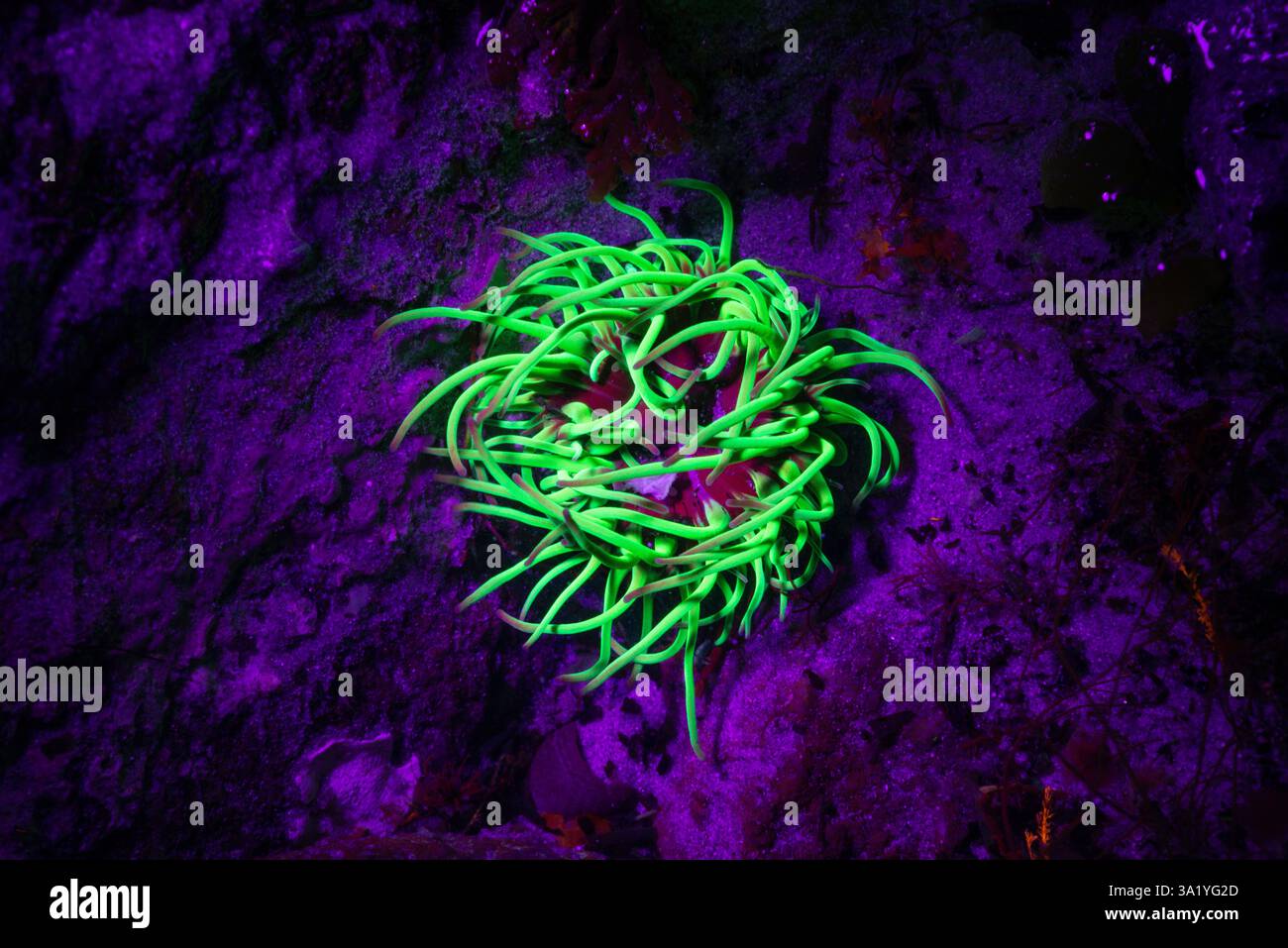 Snakelocks anemone cells contain a protein that makes them glow ...