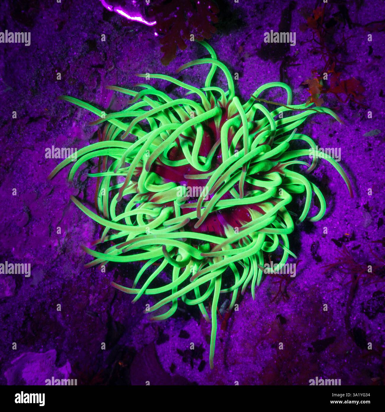 Snakelocks anemone cells contain a protein that makes them glow ...