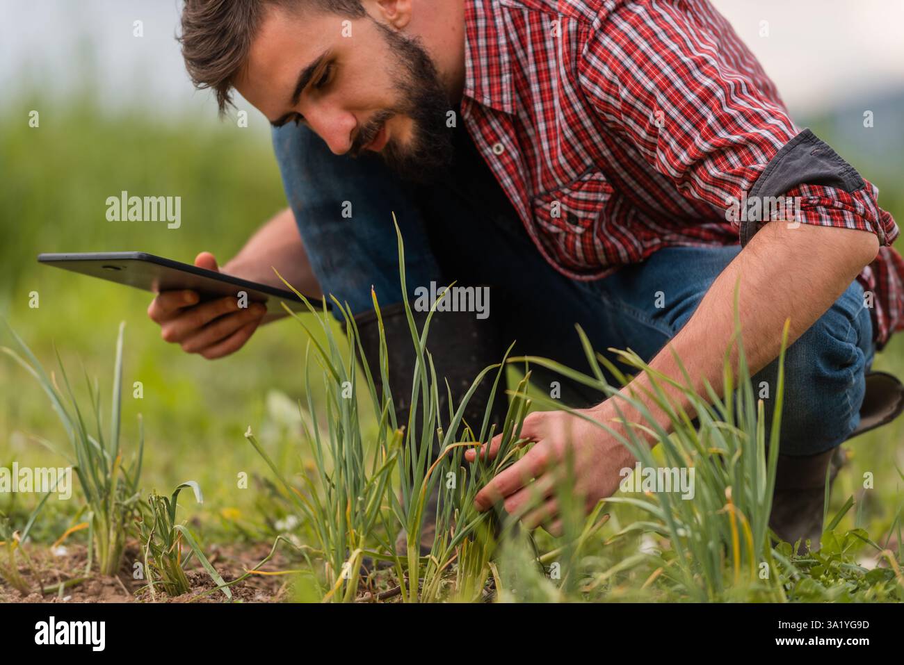 Male farmer plantation checking quality by tablet agriculture modern ...