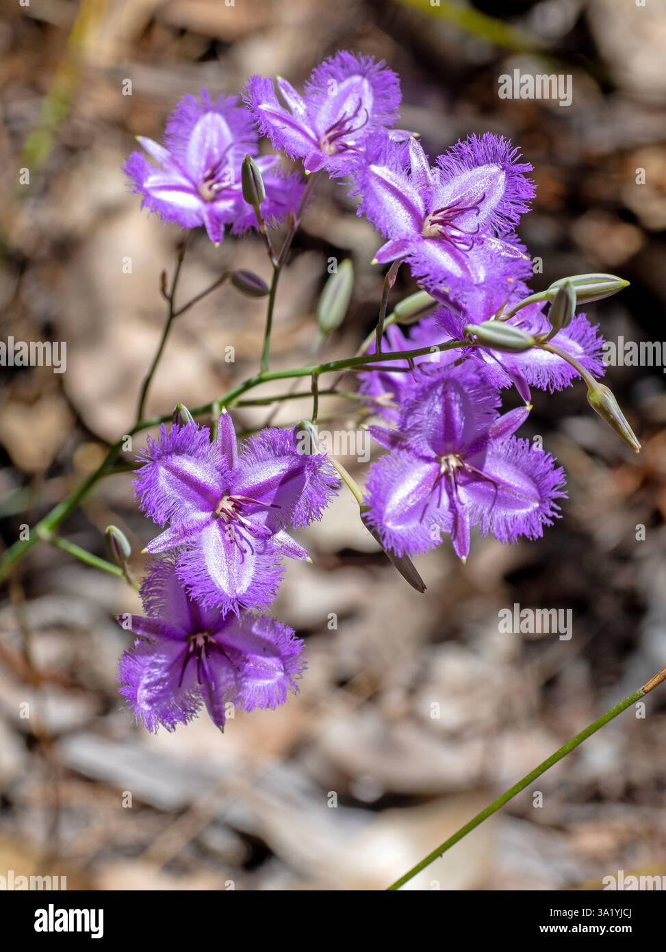 Common fringe lily (Thysanotus tuberosus Stock Photo - Alamy