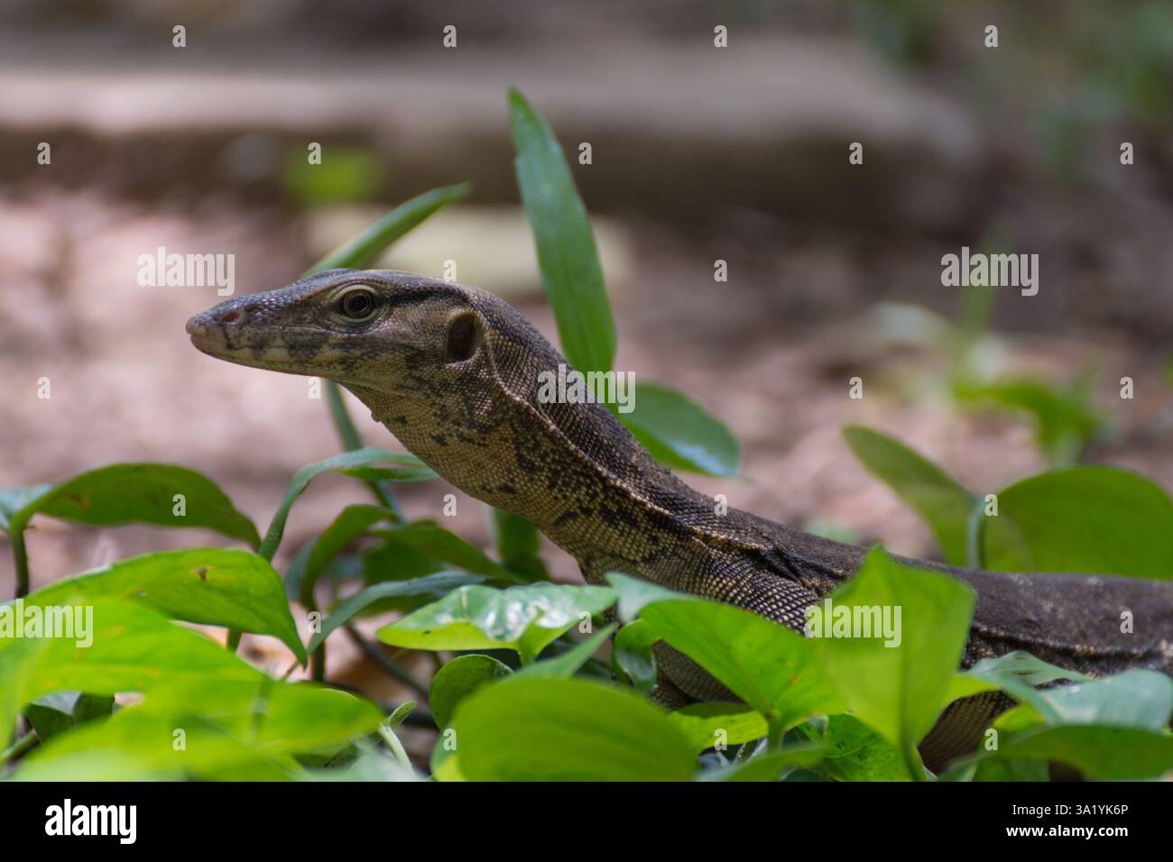 Asian water monitor lizard outdoor nature in a park Stock Photo - Alamy