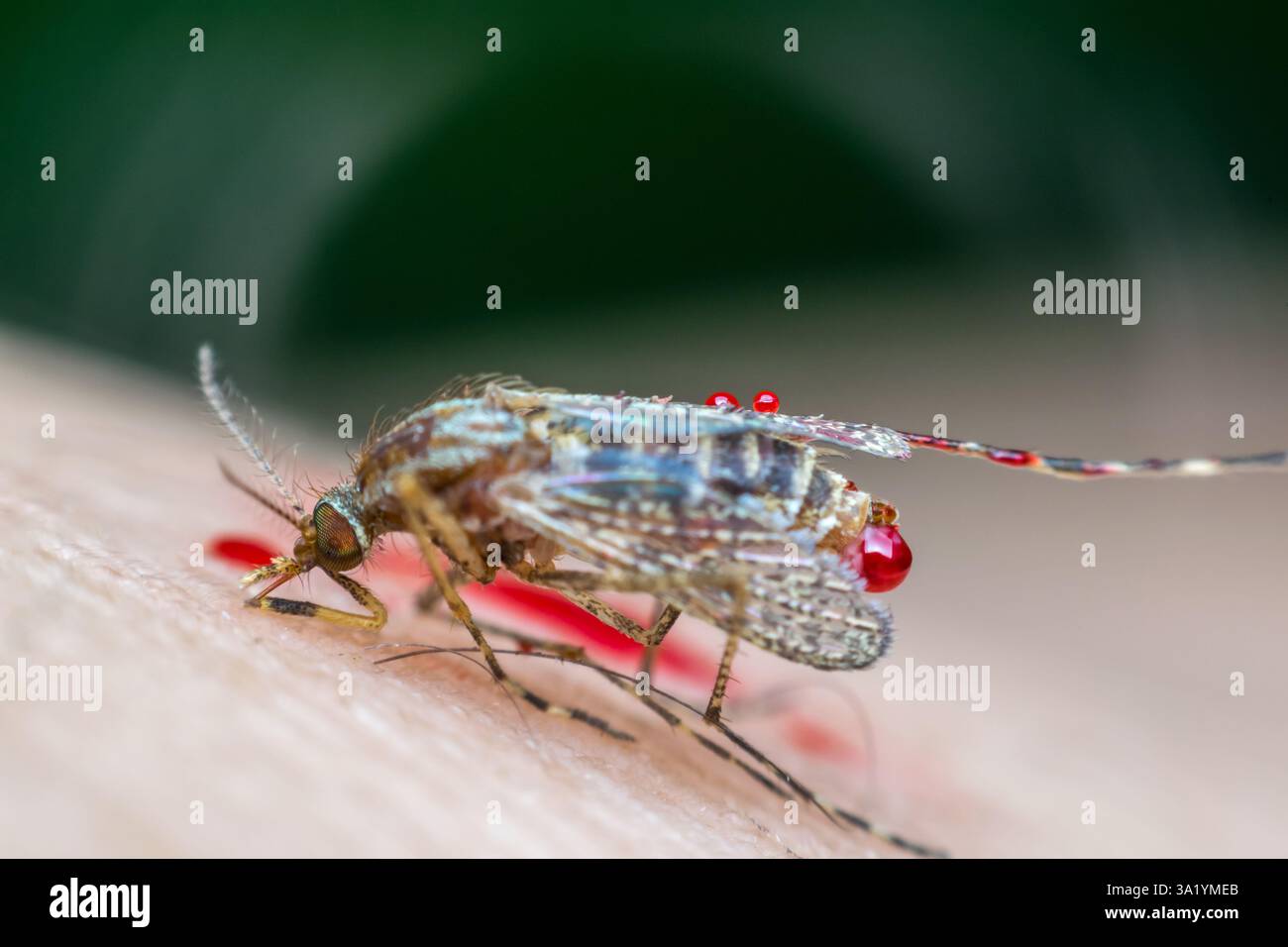 Macro of smashed mosquito (Aedes aegypti) sucking blood to died close up on the human skin ...