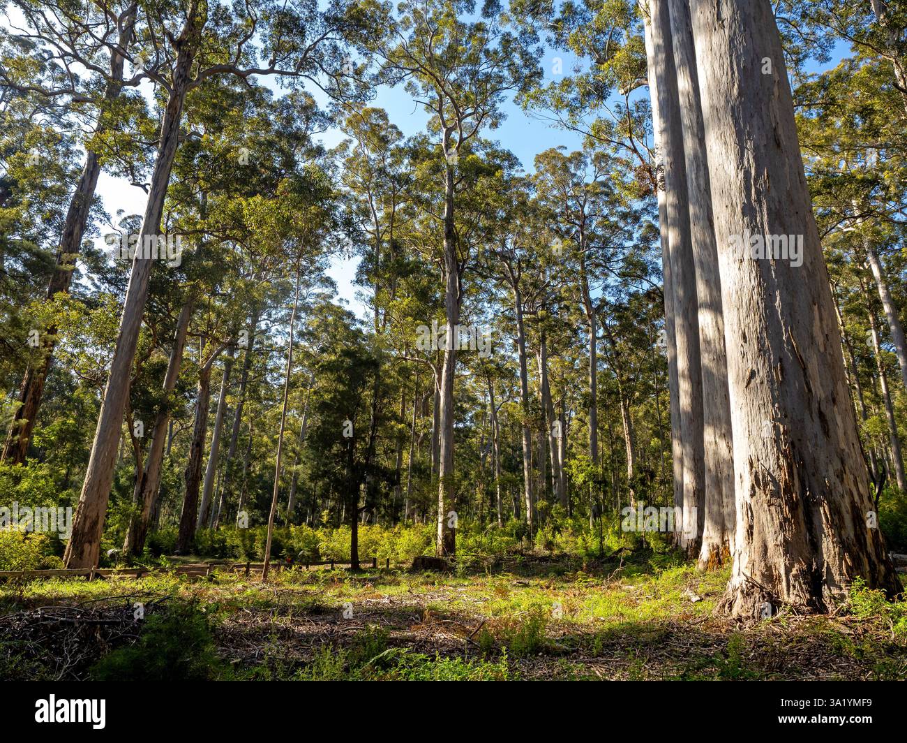 The Four Aces karri trees, One Tree Bridge Stock Photo - Alamy