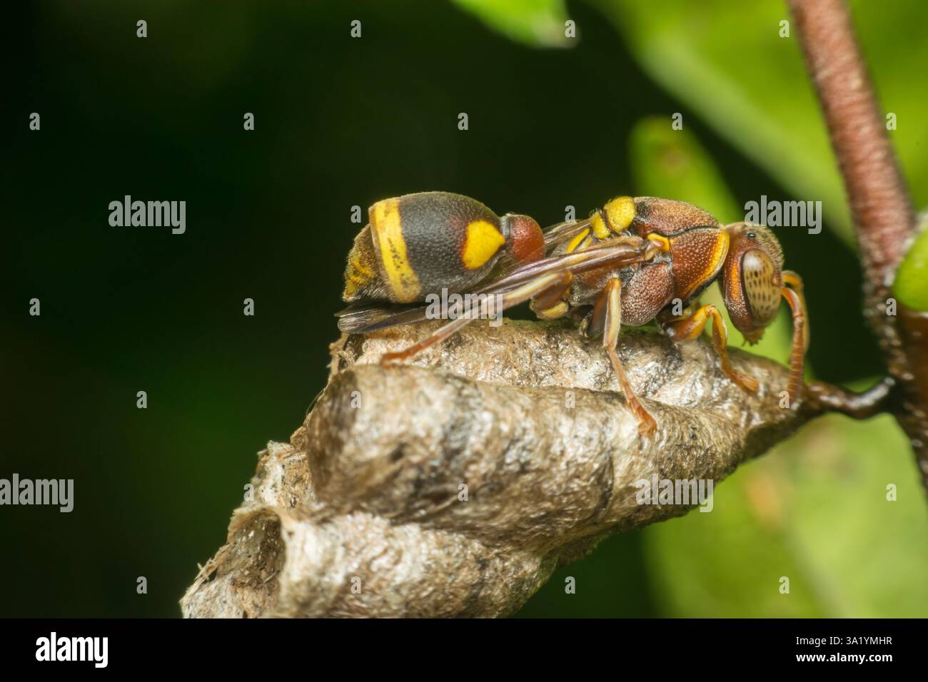 Macro of Hymenoptera is a large order of insects, comprising the ...