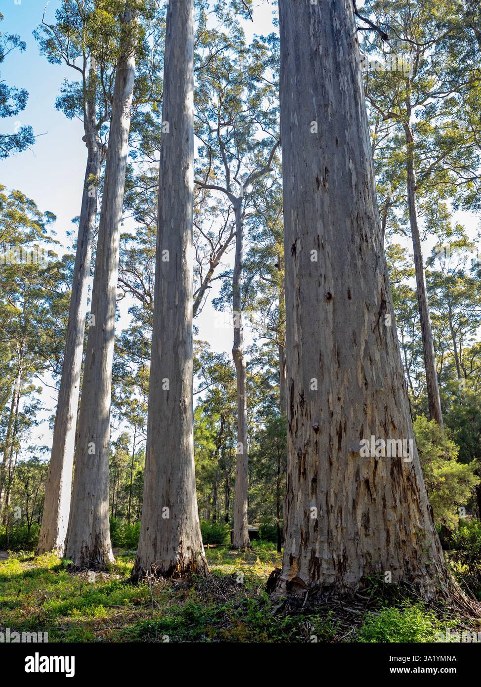 Four aces karri trees hi-res stock photography and images - Alamy