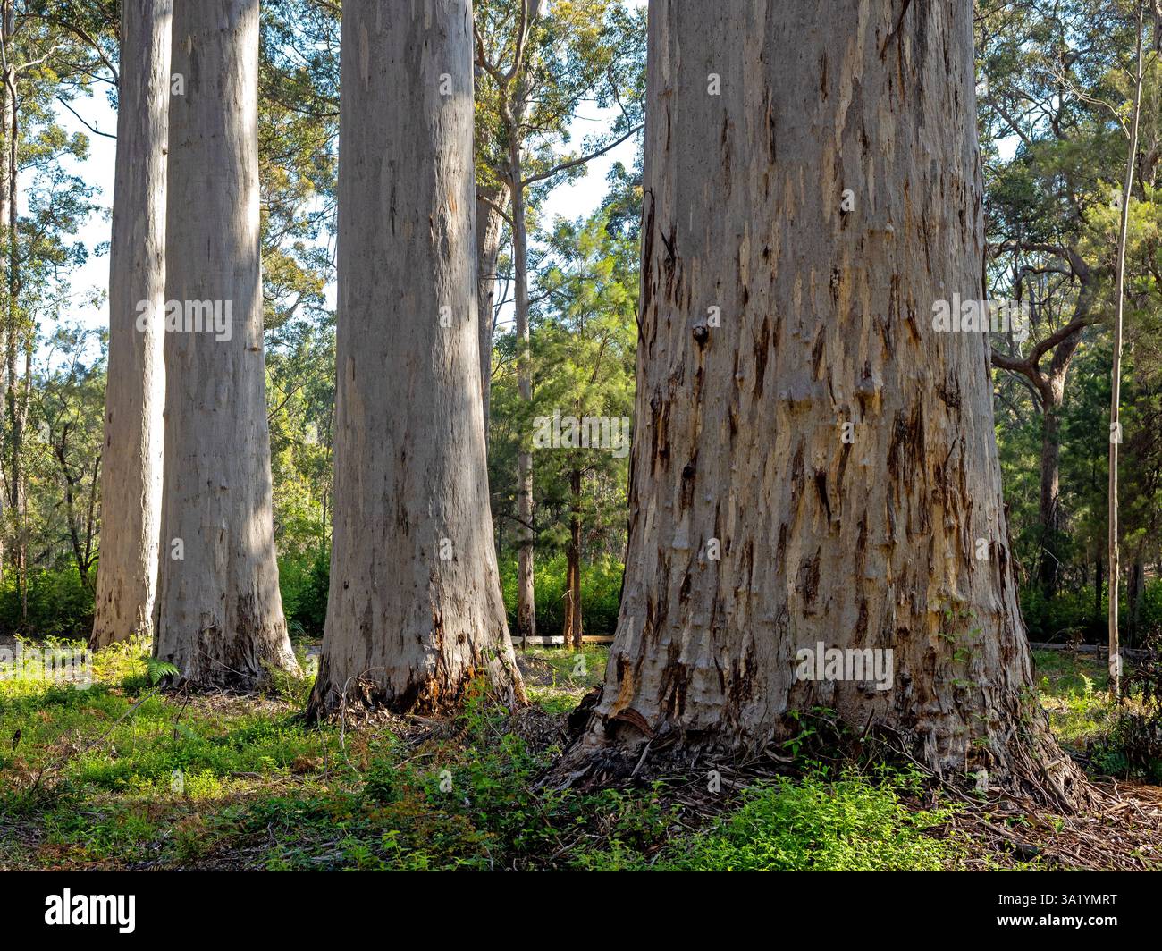 Tree trees bridge hi-res stock photography and images - Alamy