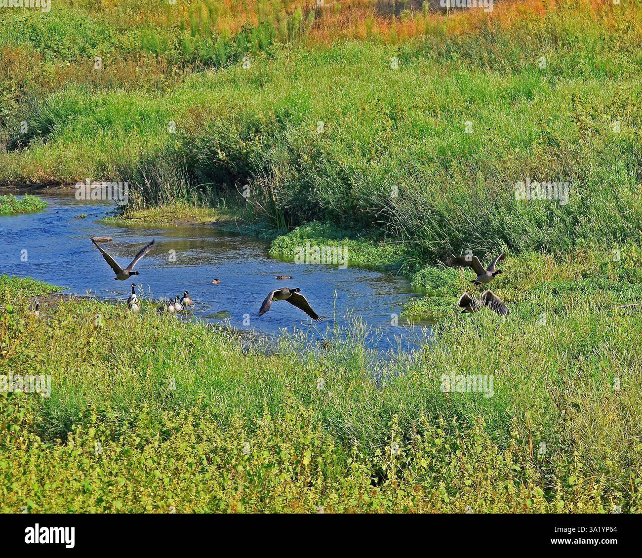 Canada Geese at the Alameda Creek flood control distinct in Union City ...