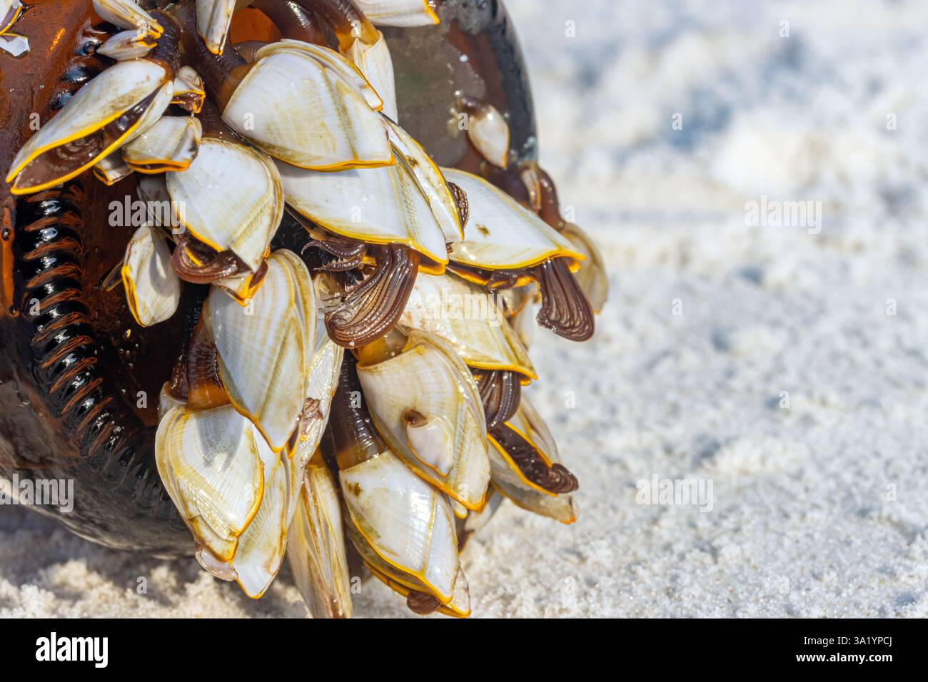 Colony of the pelagic gooseneck barnacle - Lepas anatifera, stuck to a ...