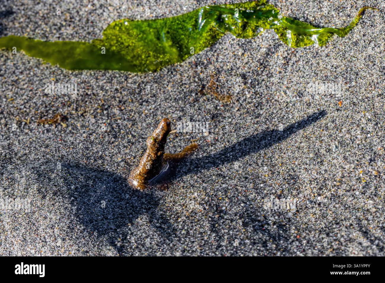 Red-banded Bamboo Worm, Axiothella rubrocincta, tubes on exposed tidal ...