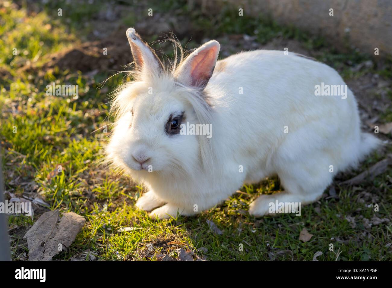 Fluffy White Rabbit Sitting on Grass. Gentle White Rabbit Portrait ...