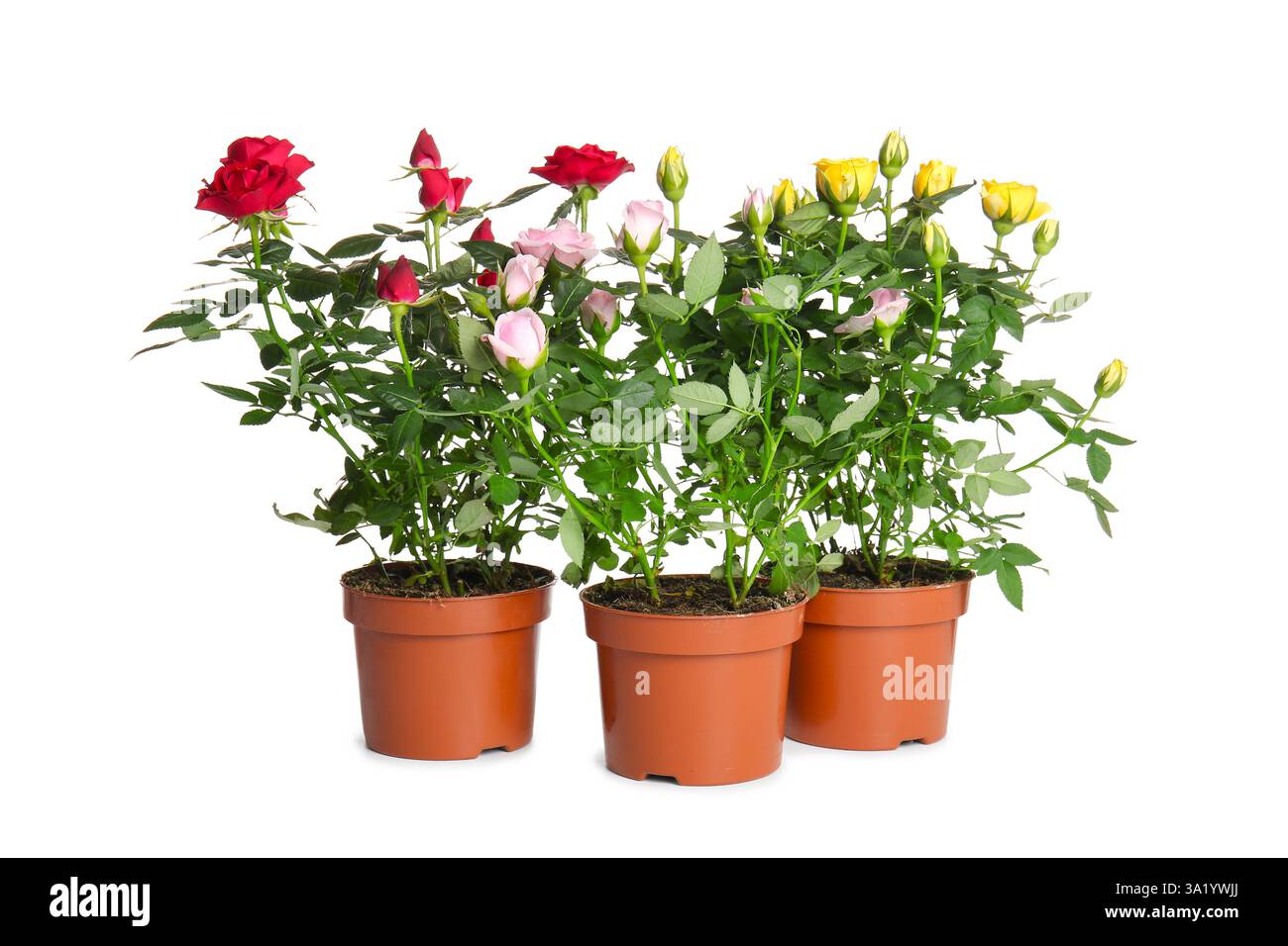 Beautiful roses in pots on white background Stock Photo - Alamy