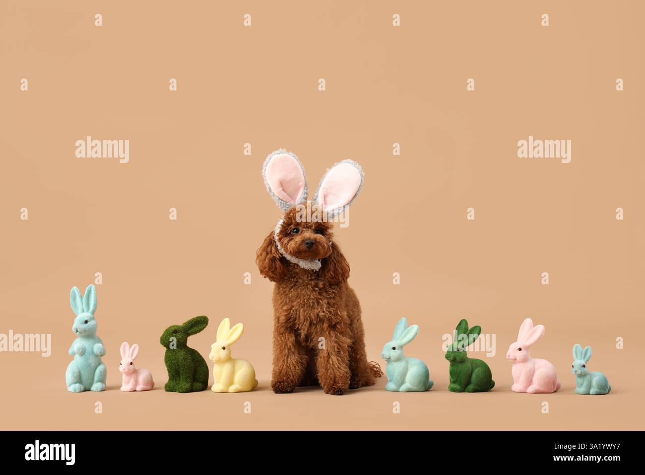 Cute Toy Poodle dog in bunny ears with toy rabbits on brown background ...