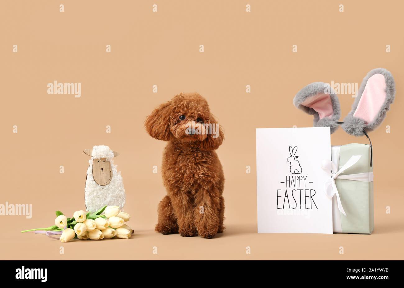 Cute Toy Poodle dog with greeting card, gift box, bunny ears and ...