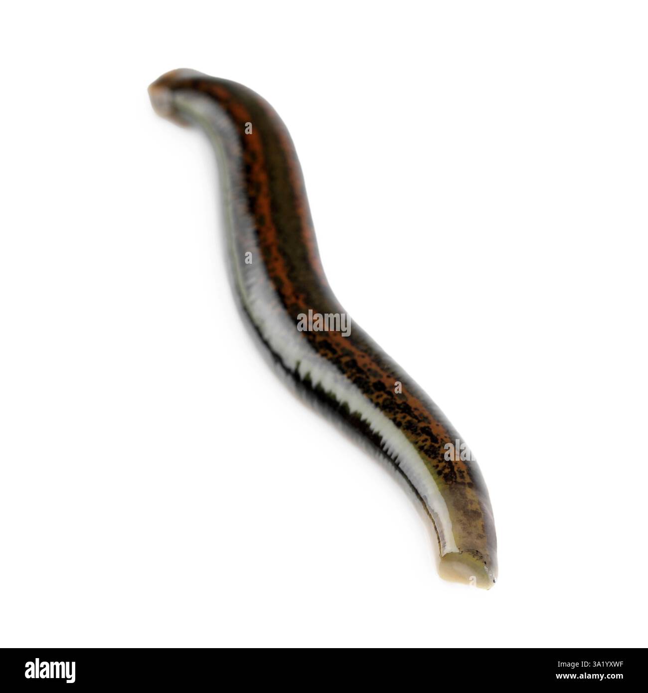One medicinal leech isolated on white. Alternative medicine Stock Photo ...