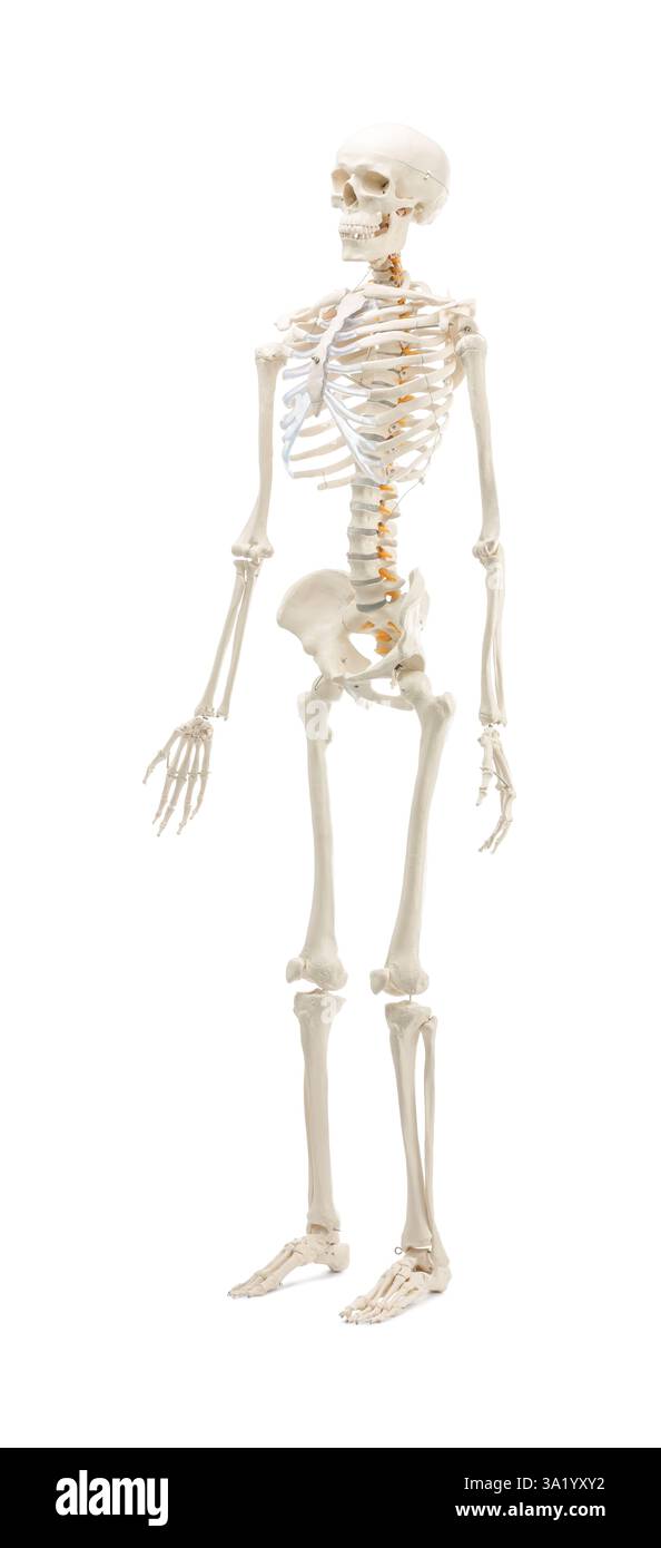 Artificial human skeleton model isolated on white Stock Photo - Alamy