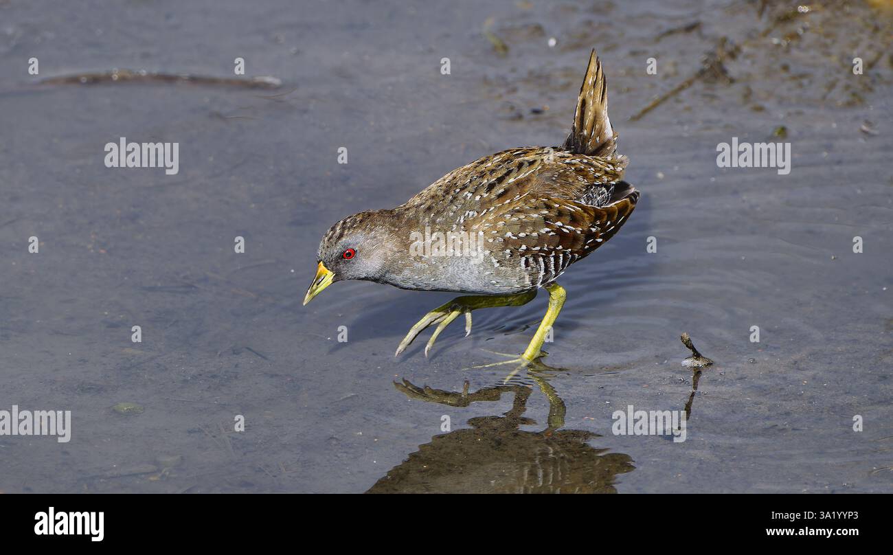 Australian spotted crake (Porzana fluminea) bird feeding in shallow ...