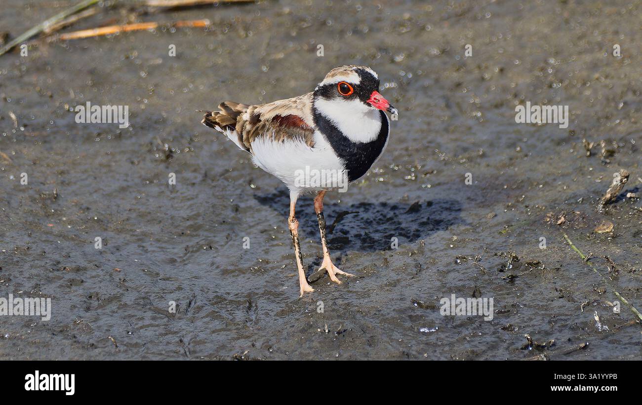 Black-fronted dotterel (Charadrius melanops) plover waterbird in ...