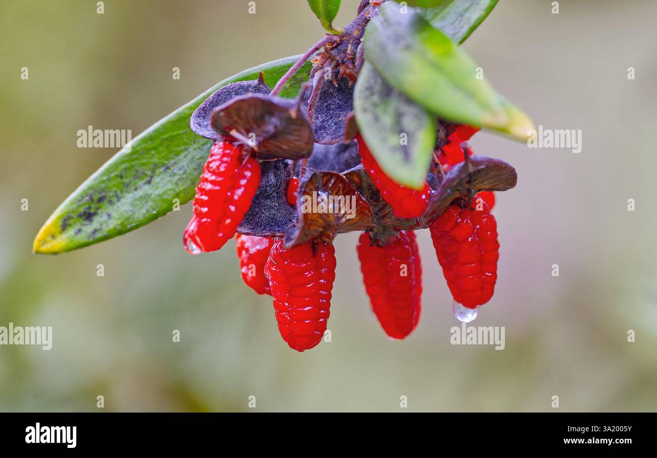 Close up image of cheesewood banyalla tree Pittosporum bicolor red ...