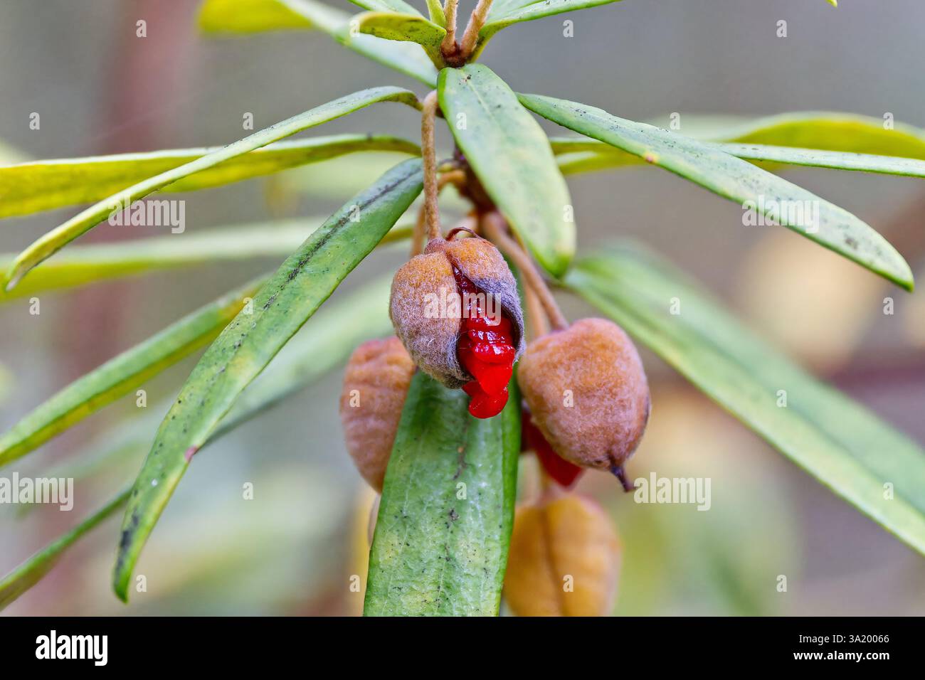 Close up image of cheesewood banyalla tree Pittosporum bicolor red ...