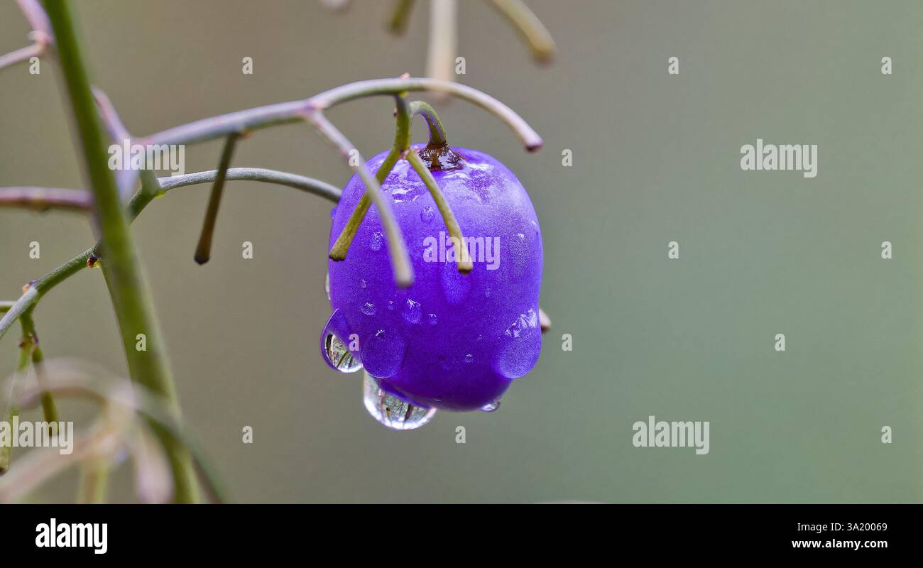 Drops of rain cling to the violet purple fruit berry of Dianella ...