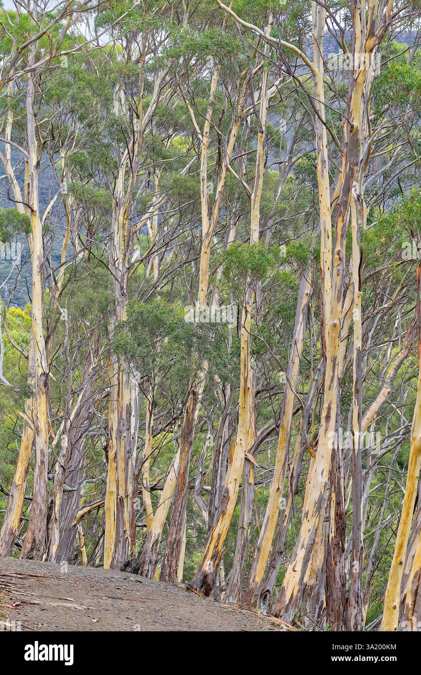 Symmetrical stand of yellow gum Eucalyptus pulchella white peppermint trees with strips of bark ...